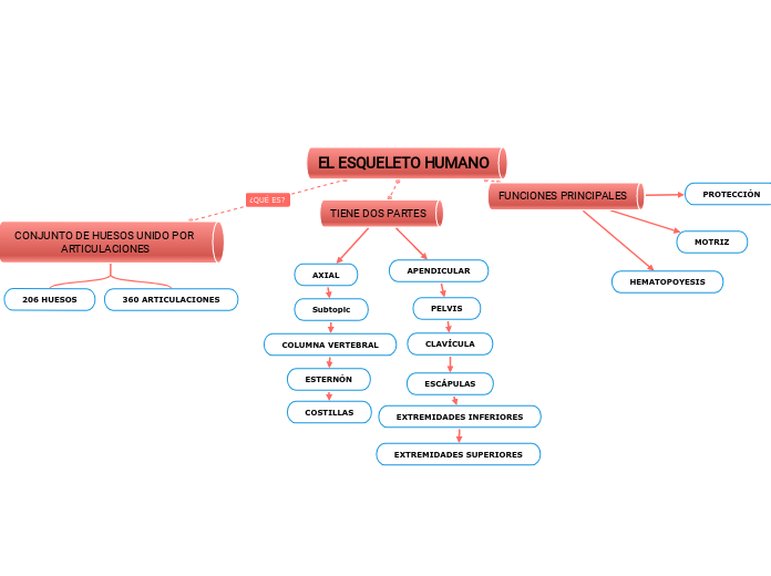 EL ESQUELETO HUMANO - Mind Map